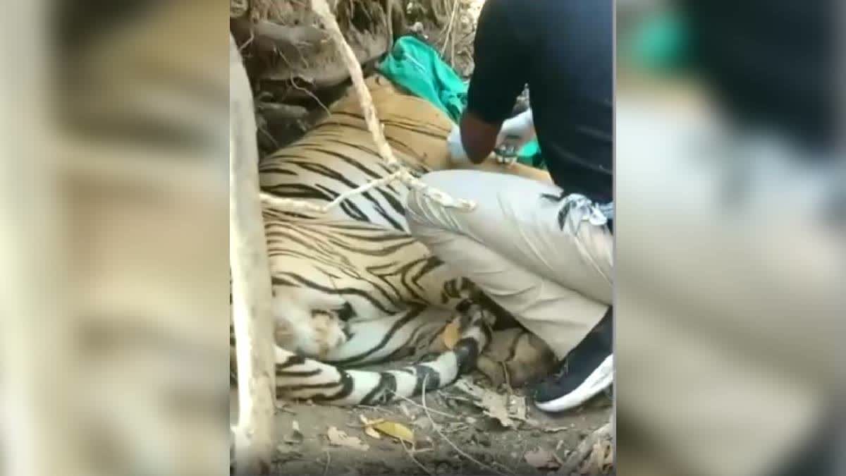Tiger Trapped In Snare At Indravati Sanctuary, Rescued By Forest Dept