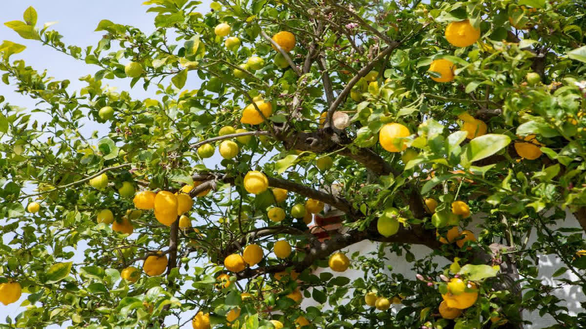 Discover the Benefits of Lemon Trees on International Plant A Lemon ...