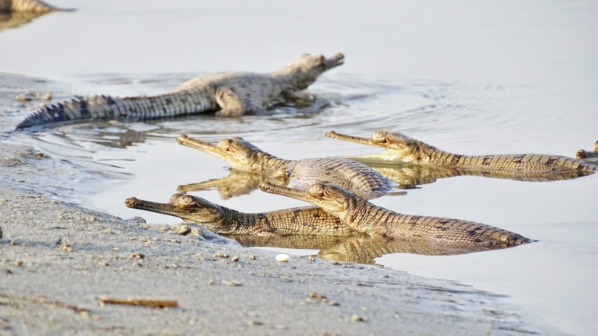World Crocodile Day 2025: 174 Baby Gharials Released In Gandak River ...