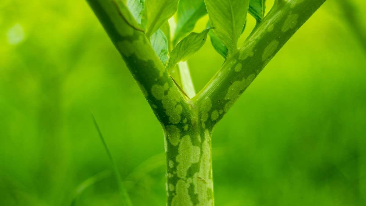 'शाकाहारी मटन'... ताकत से भरपूर, यह सब्जी खाने से कभी नहीं होगी खून की ...