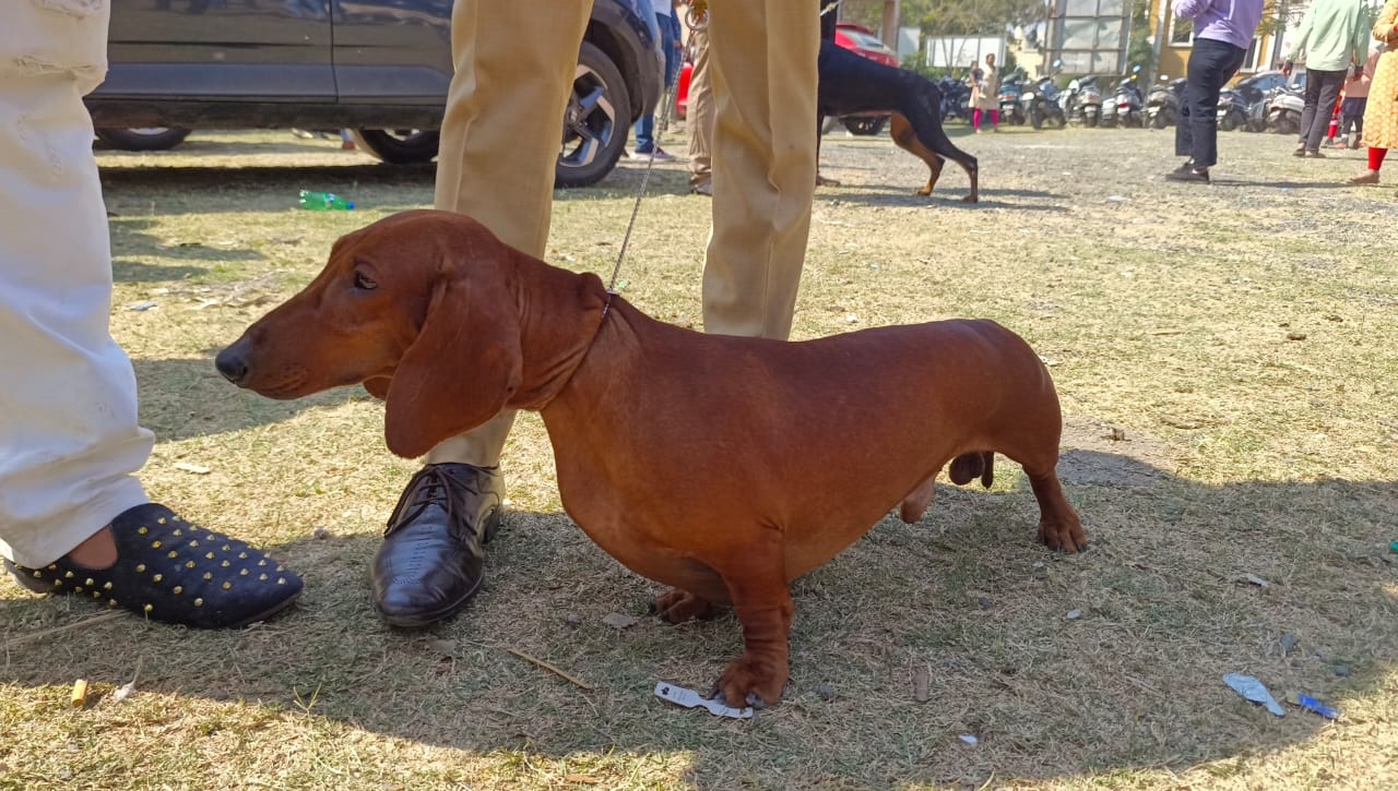 Dog Show Navsari: ક્યારેય ન જોયા હોય એવા શ્વાનનો શૉ યોજાયો, માલિકોને ...