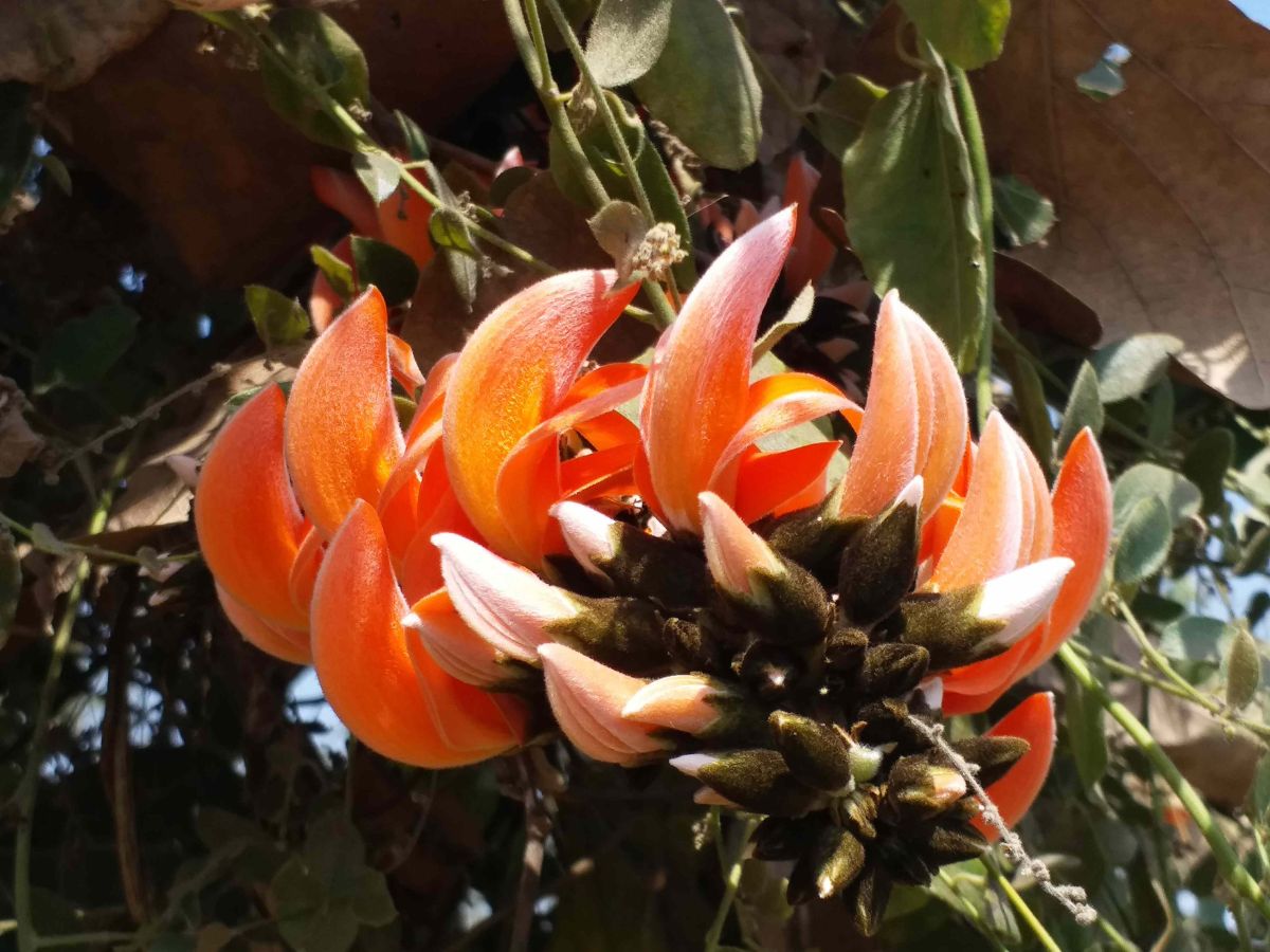 Uses and Importance of Palash Flowers: पलाश फूल के औषधीय गुणों को जानकर ...