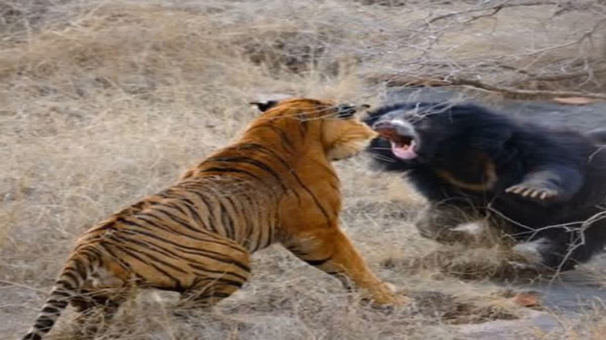 Viral Video Shows Brave Bear Scaring Tiger In Narayanpur
