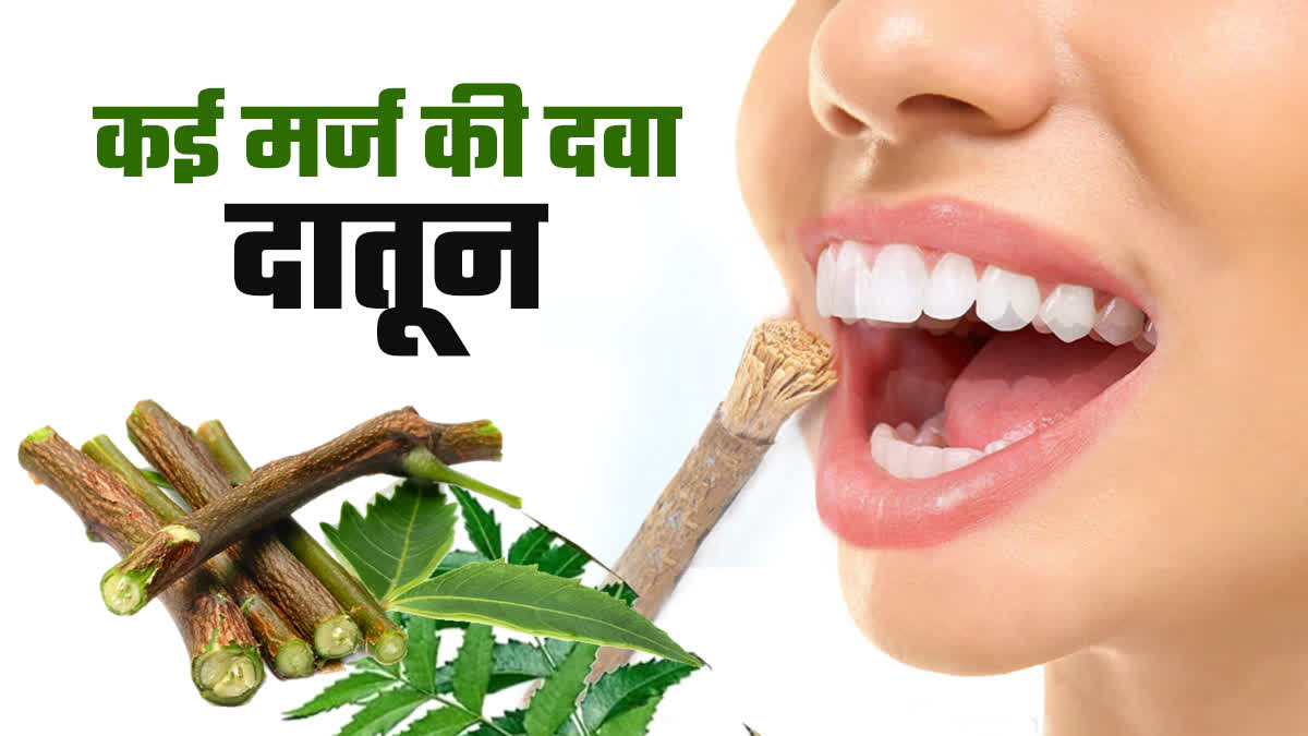 किस पेड़ का दातून करें इस्तेमाल? बीमारी में कौन सा दातून कारगर जो मुंह के साथ बीमारियां करे साफ ...