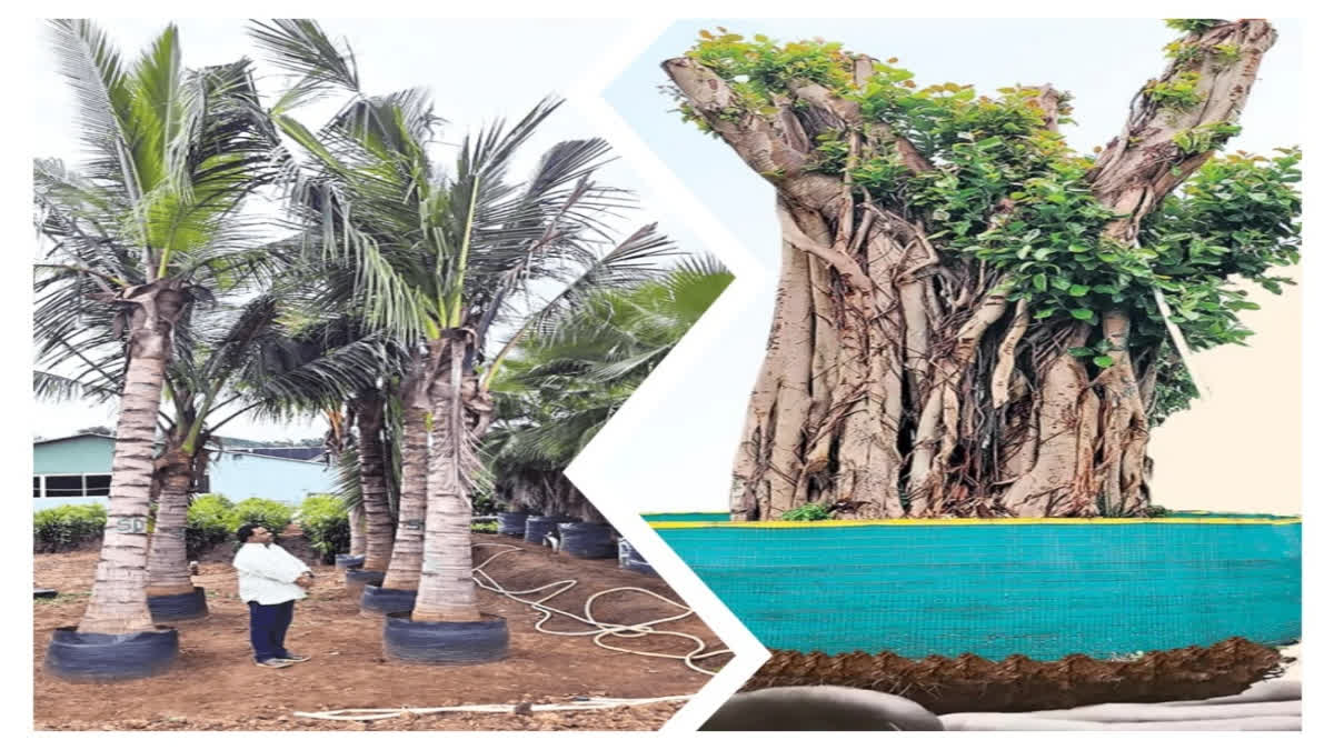 100-Year-Old Ready-Made Trees On Sale In Andhra Pradesh, Own Your Green ...