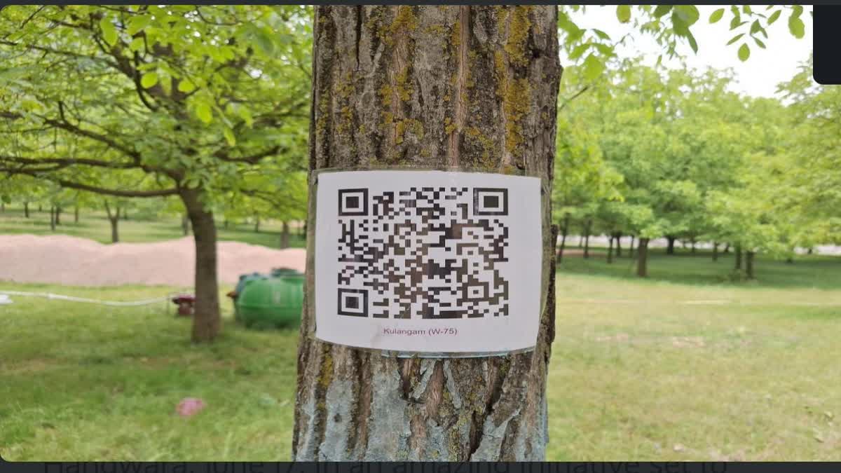 Kashmir’s Walnut Trees Get Digital Identities With Unique QR Codes
