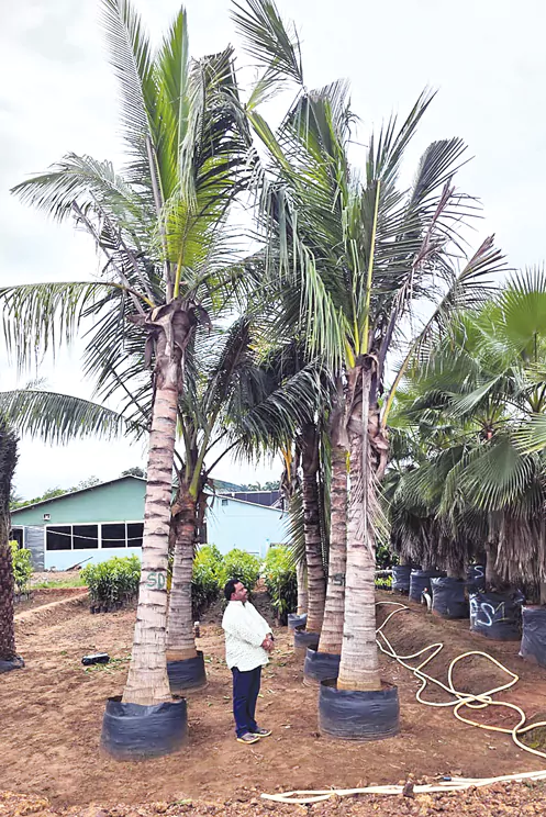 100-Year-Old Ready-Made Trees On Sale In Andhra Pradesh, Own Your Green ...