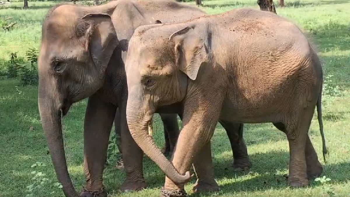 Innovative Bio-Fencing To Reduce Man-Animal Conflict In Palamu Tiger ...