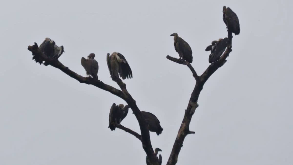 Three-Day Vulture Census Begins In Madhya Pradesh's Kanha National Park ...