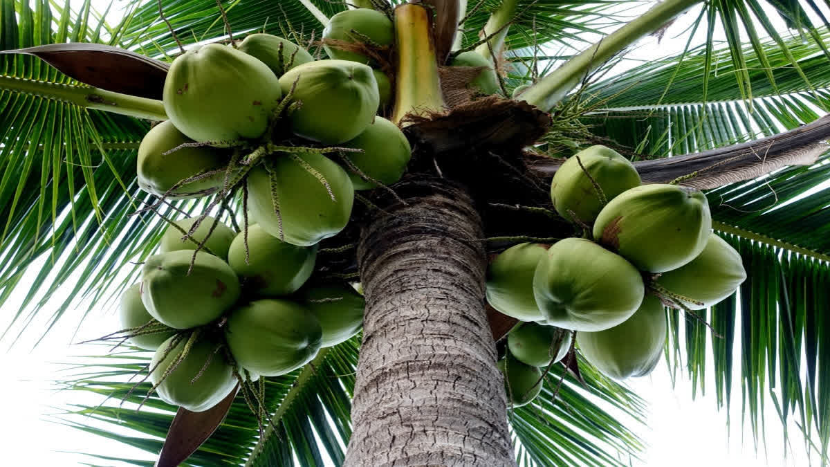Coconut Prices Hit Record High In Kerala Amid Shortage And Increased Demand