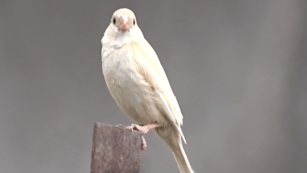 When A Rare Albino Sparrow Landed In Maharashtra School: Bird Lover ...