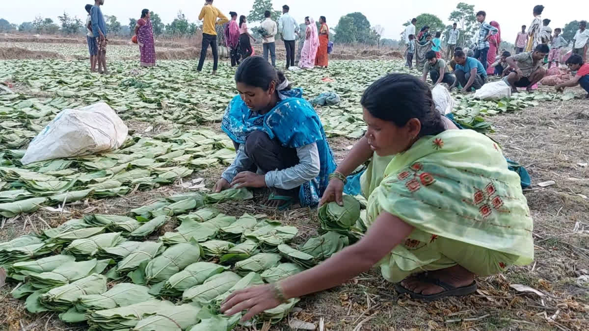 Leaves That Feed, Fruits That Heal: The Tendu Tree Of Balaghat, A ...