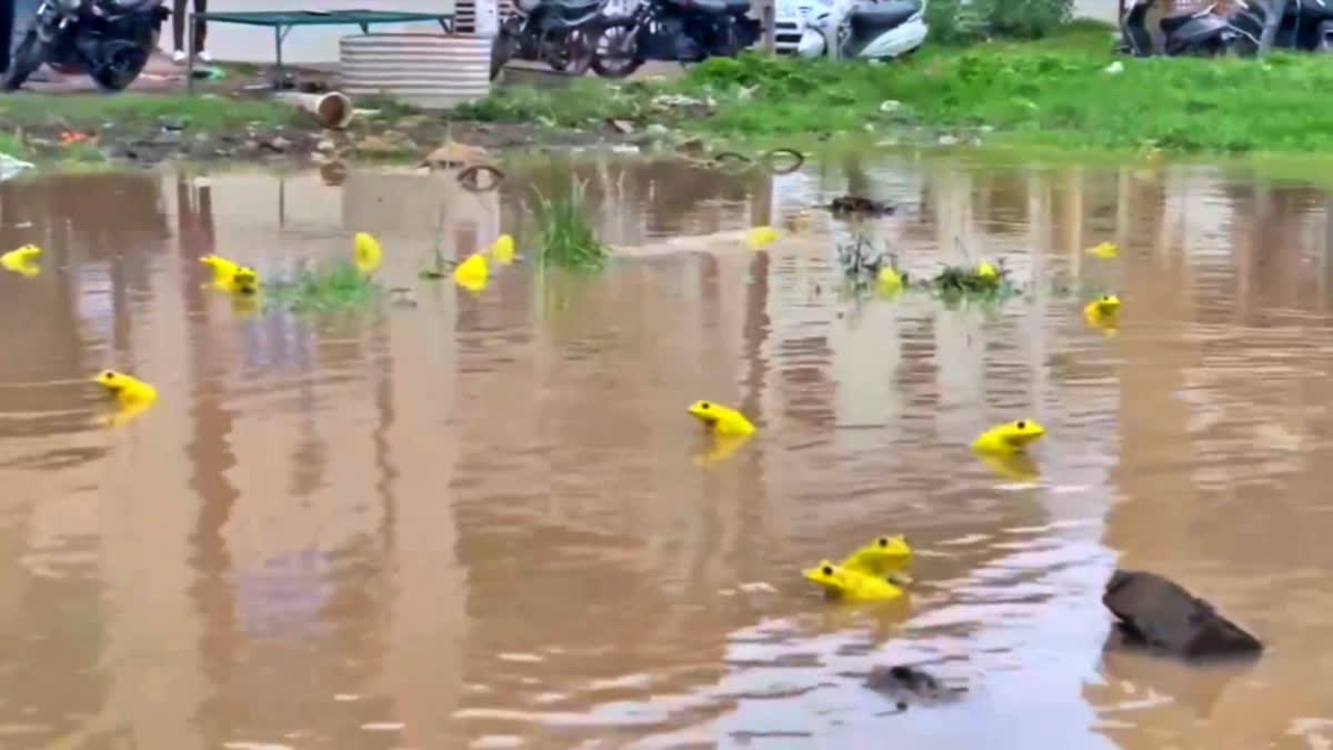 Yellow Frogs Spotted In Gujarat's Bharuch After First Rain, Locals ...
