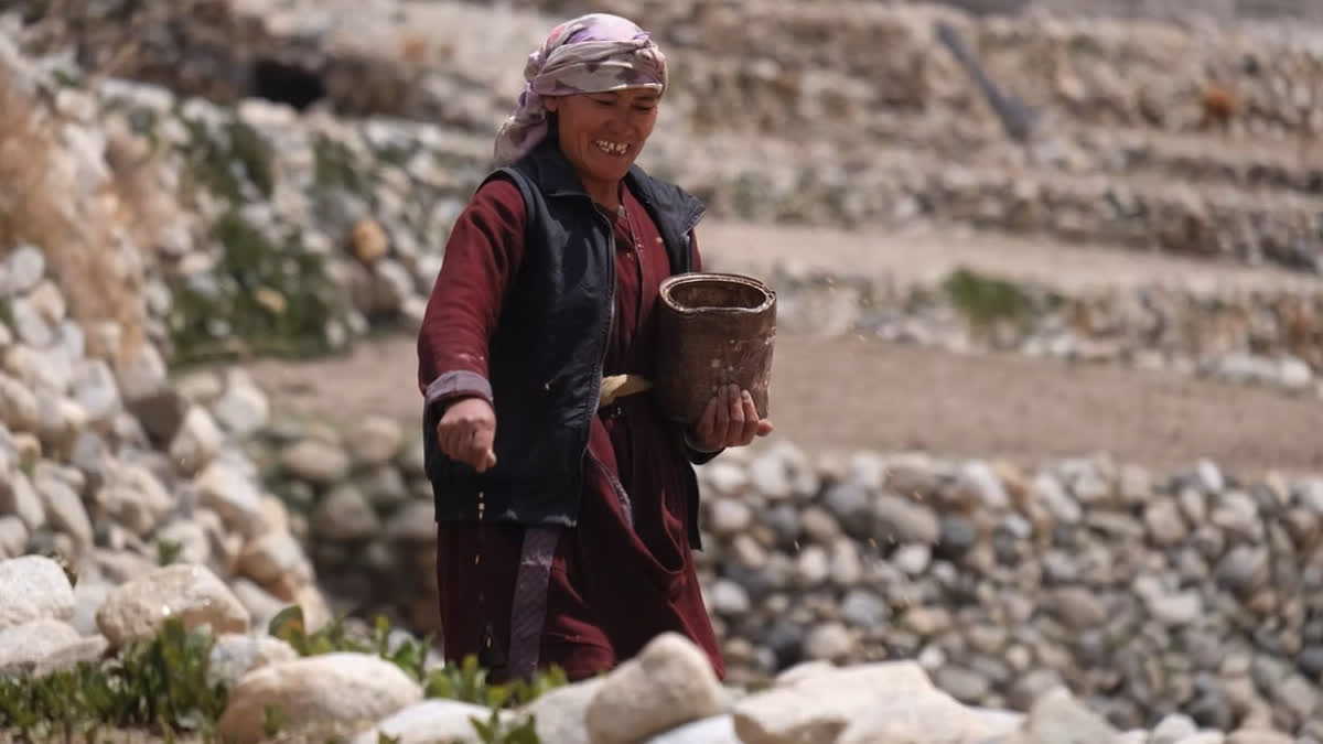 Women Farmers Paint Ladakh's Lands Green, Go Organic & Become Drivers ...