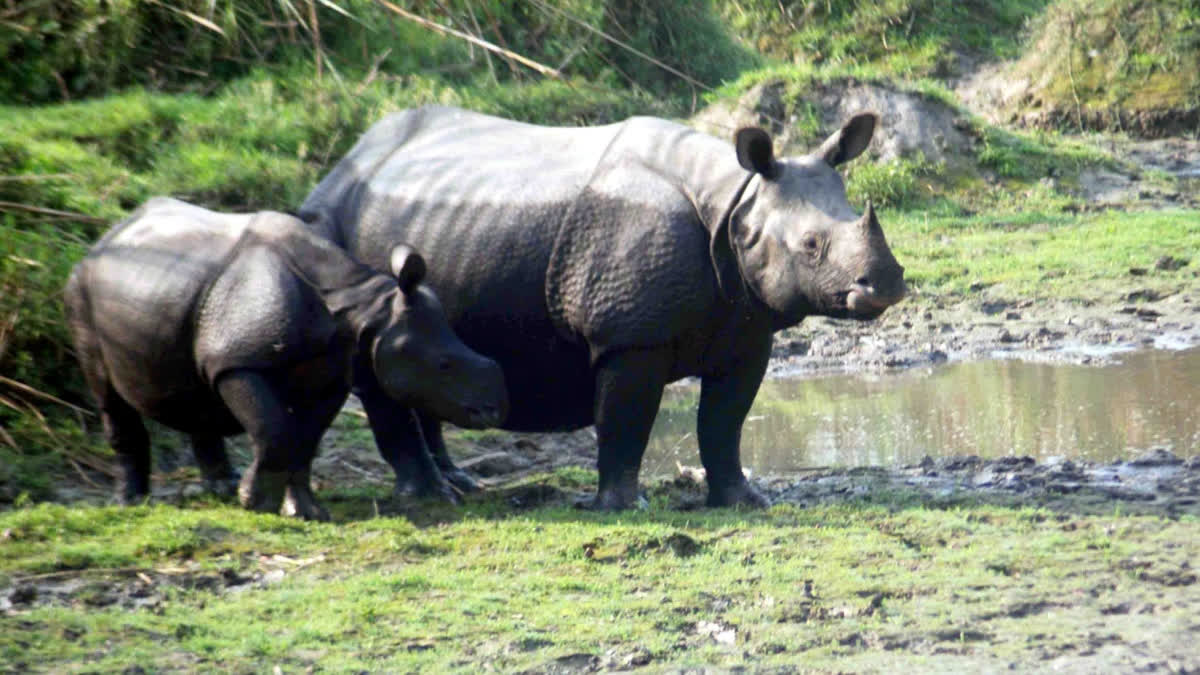 One-Horned Rhino Count Rises In North Bengal, Jaldapara Now Home To ...