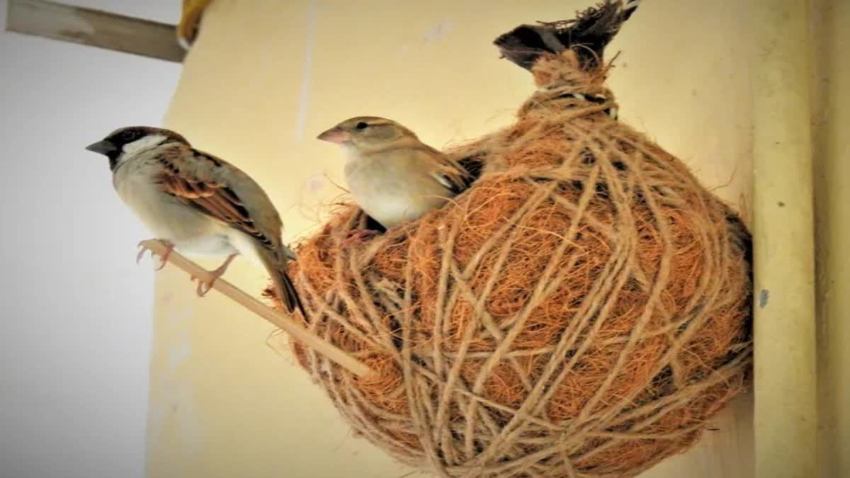 Sparrow Population Declines In Cities, Thrives In Uttarakhand’s High ...