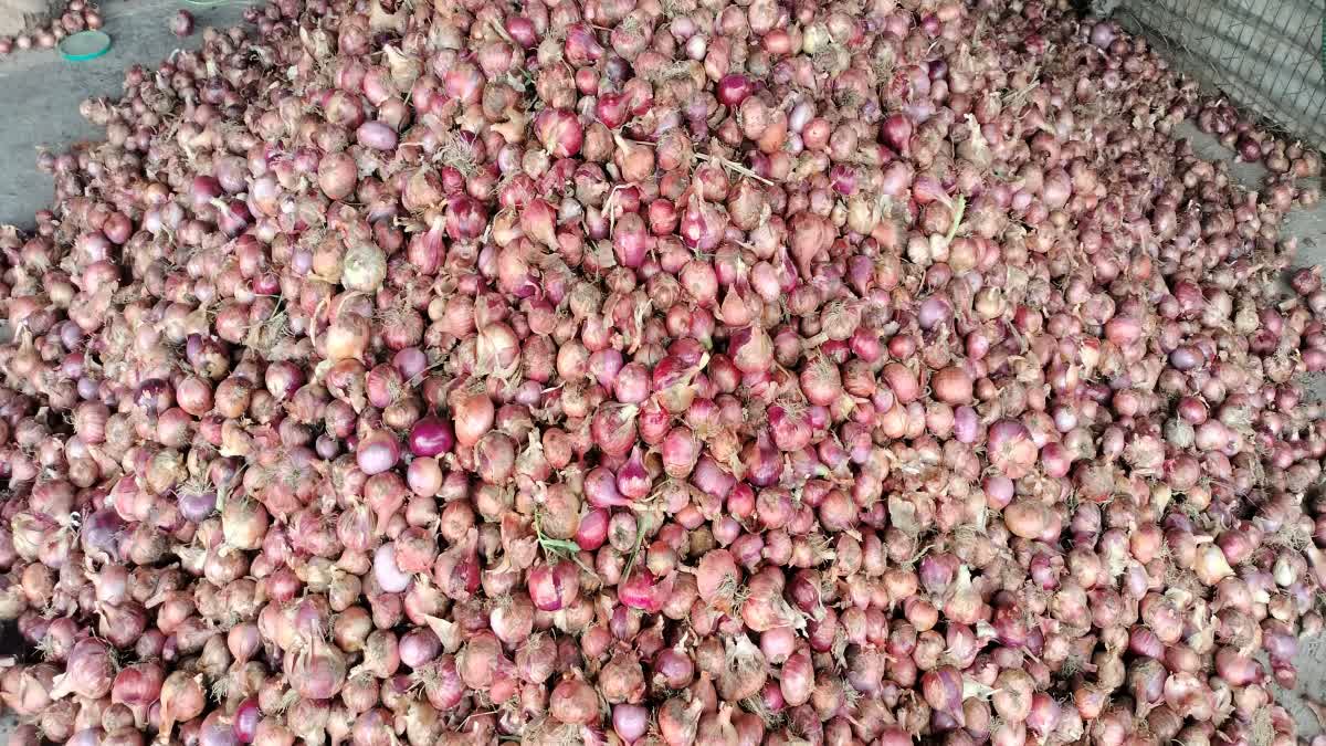 रतलाम में कौड़ियों के भाव भी नहीं ले रहा कोई प्याज, नहीं बिकी तो मंडी ...