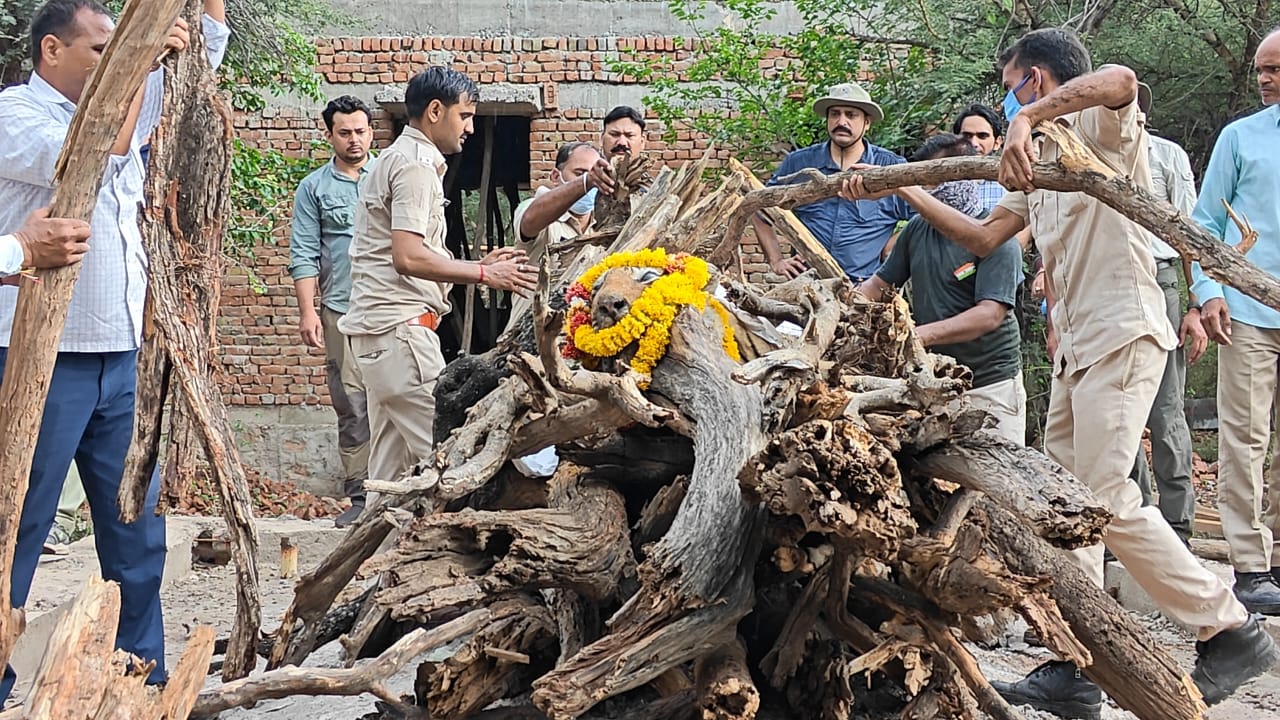 Ranthambore’s Iconic Tigress Arrowhead Dies After Battle With Brain Tumour