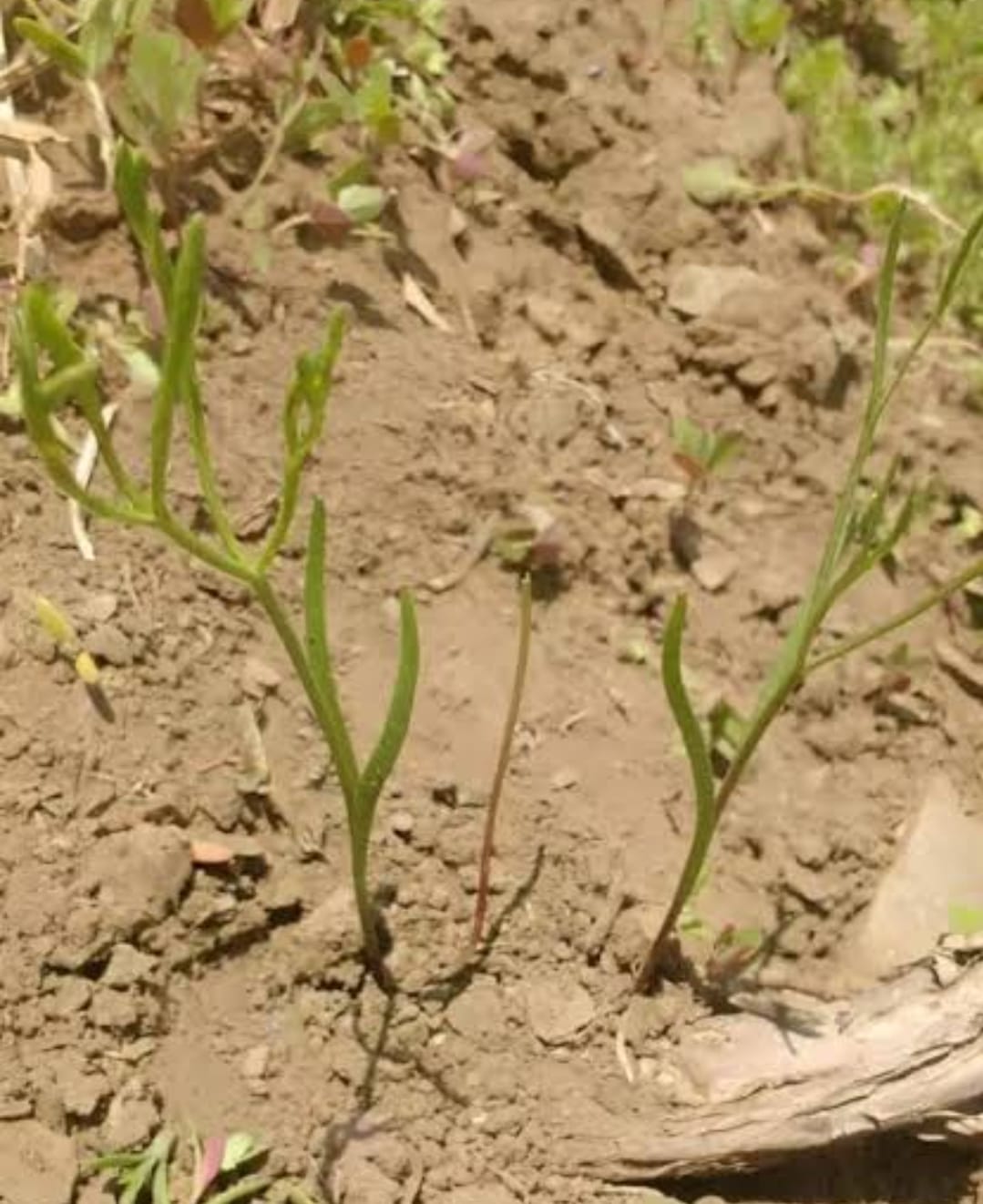 Four Years Of Toil Bear Fruit: Himachal Pradesh Farmer Leads Silent ...