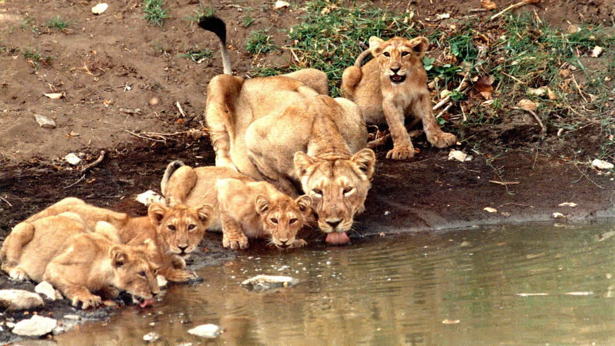 Not Only King Of Beasts But Pride Of Gir, Asiatic Lions Roar, Walk ...