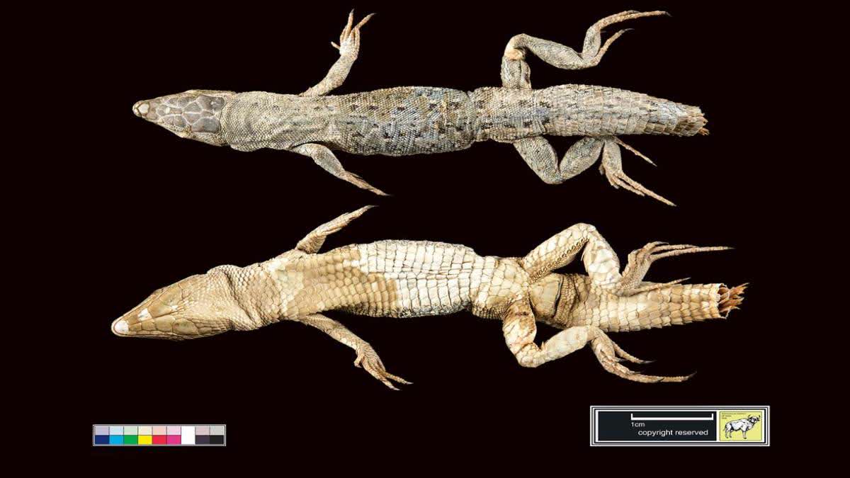 ZSI Researchers Demystify 150-Year-Old Chameleon Species Discovered By ...