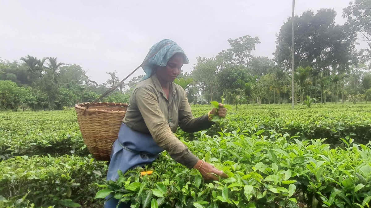 Low Quality Tea from Foreign Countries Flooding Indian Markets: Assam ...