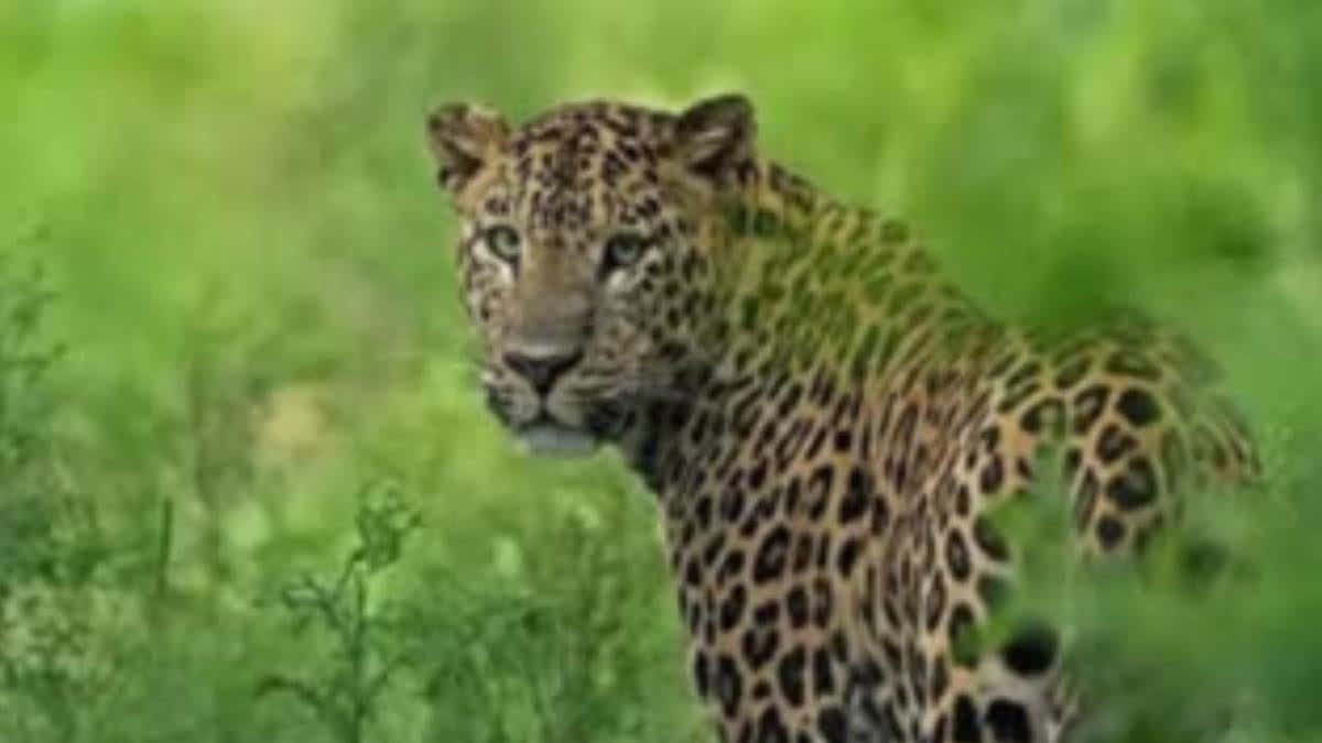 Mother Watches In Horror A Leopard Attack And Kill Her Daughter Near A ...