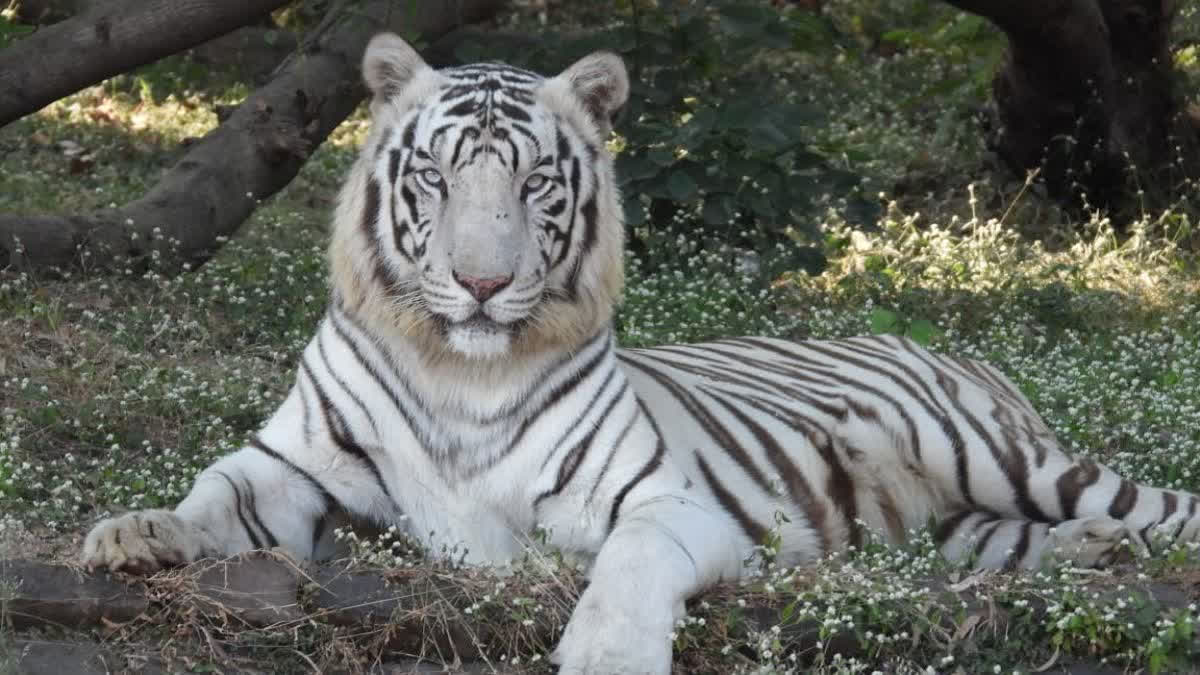 Akash, Lone White Tiger At Kanan Pendari Zoological Park In Bilaspur ...