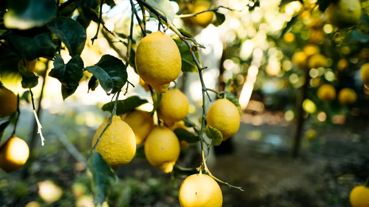 Can Planting Lemon Tree At Your Doorstep Attract Wealth And Wellness ...