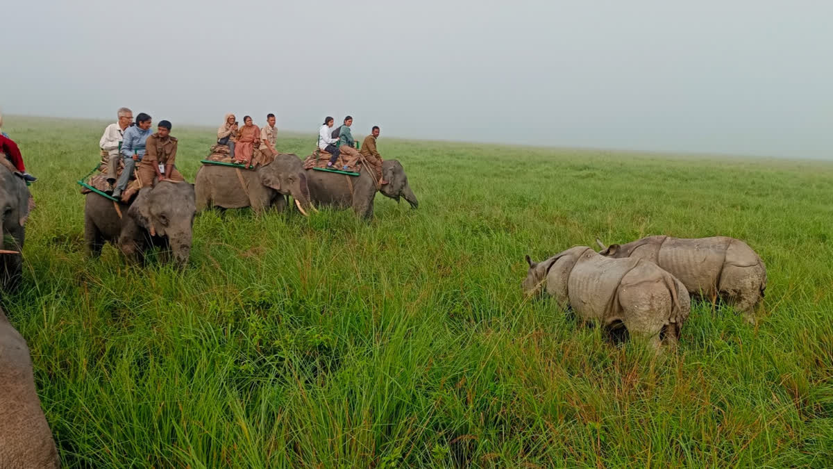 Assam Scripts Remarkable Comeback Story In Wildlife Conservation