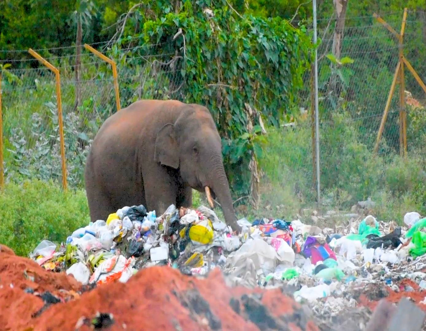 5-Kg Plastic Found In Dead Elephant's Belly In Tamil Nadu, Improper ...