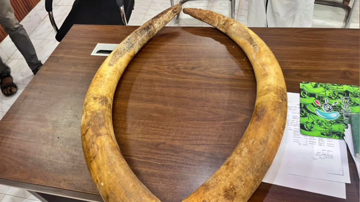 Forest Staff Among 5 Arrested For Attempting To Sell Elephant Tusks In ...