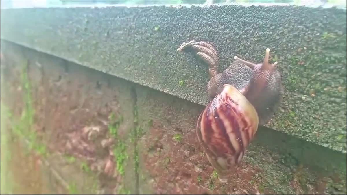 ಉಡುಪಿ: ಪರ್ಕಳ ಪರಿಸರದಲ್ಲಿ ಮತ್ತೆ ಆಫ್ರಿಕನ್ ಮಾದರಿಯ ಬಸವನ ಹುಳು, ಔಷಧ ಸಿಂಪಡಿಸಲು ...