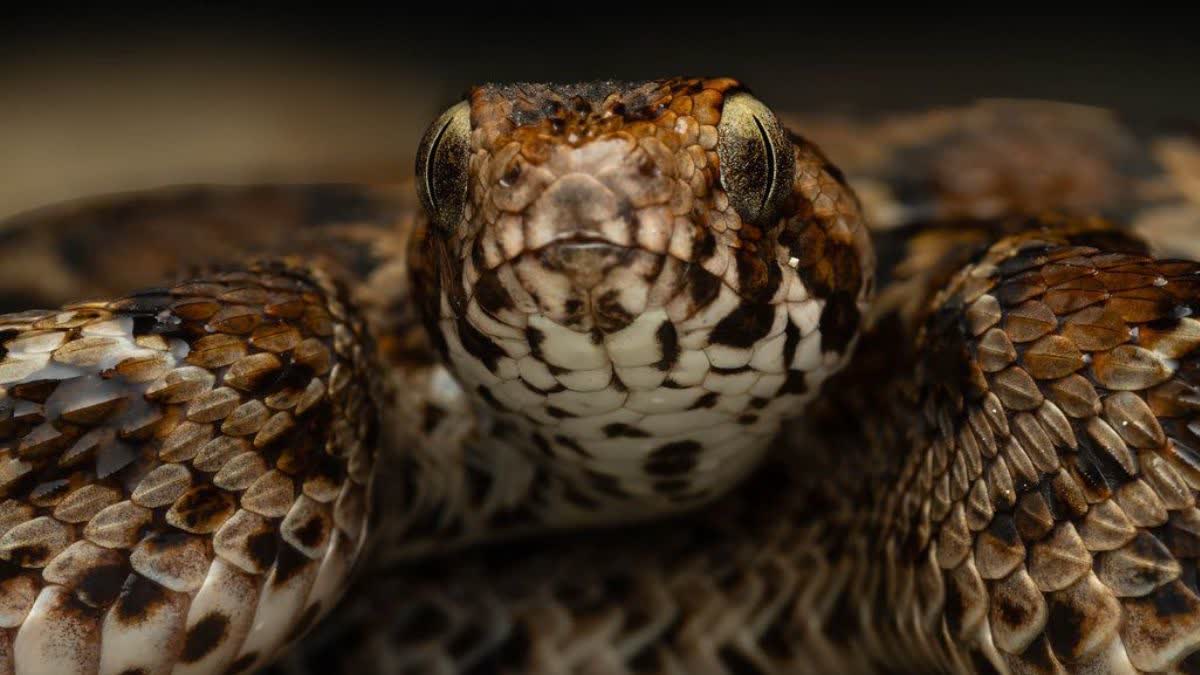Indian Scientists Decode Viper Venom, Test New Accessible Snakebite ...