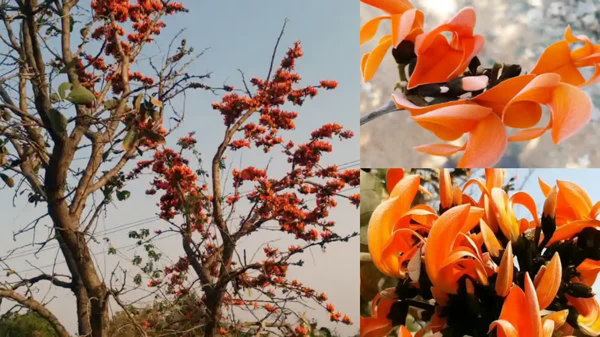 वसंत ऋतु आते ही सिंदूरी हुआ जामताड़ा, पलाश के फूलों से चारों ओर फैली ...
