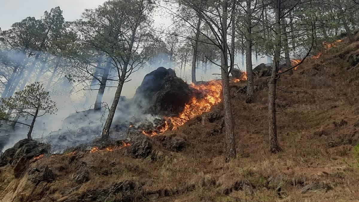 Favourable Weather, Forest Dept Efforts Lower Forest Fire Incidents In ...