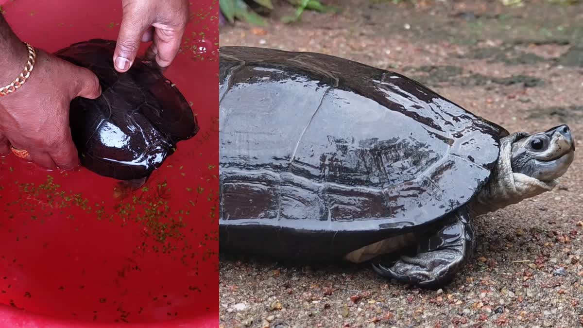 ഇന്ന് ലോക ആമ ദിനം ; ആമയ്ക്ക് ചികിത്സയൊരുക്കി സംസ്ഥാന മൃഗസംരക്ഷണ വകുപ്പ് ...
