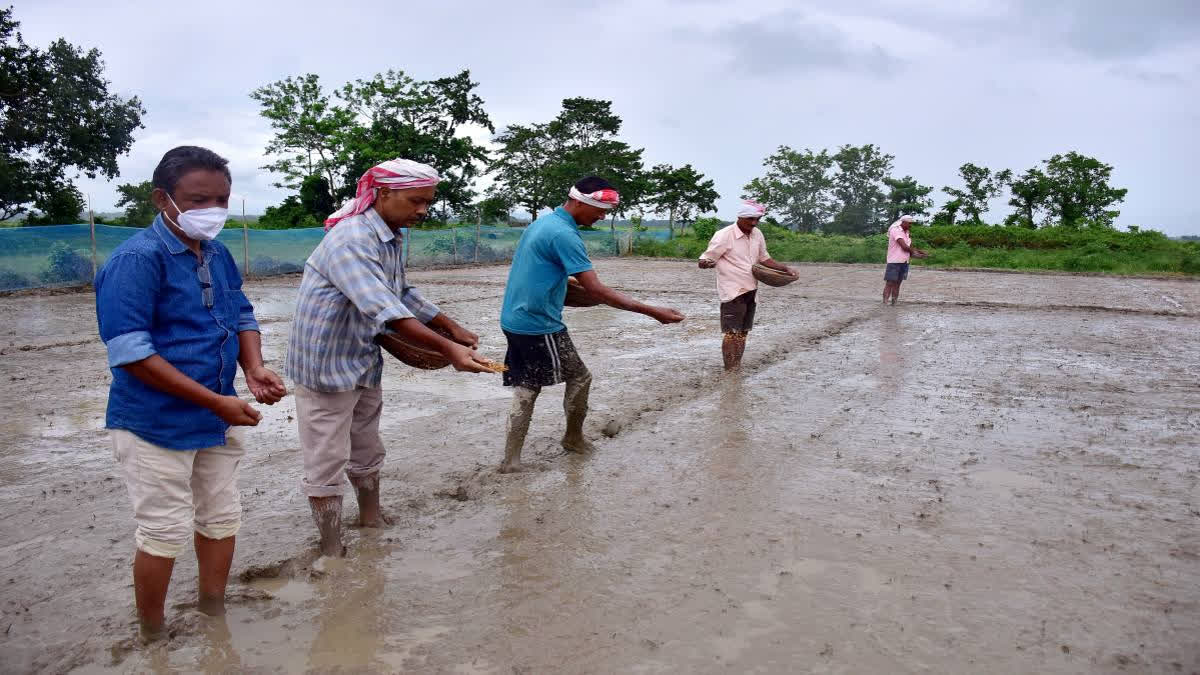 Direct Seeding Rice Reduces Water Usage Compared to Traditional ...