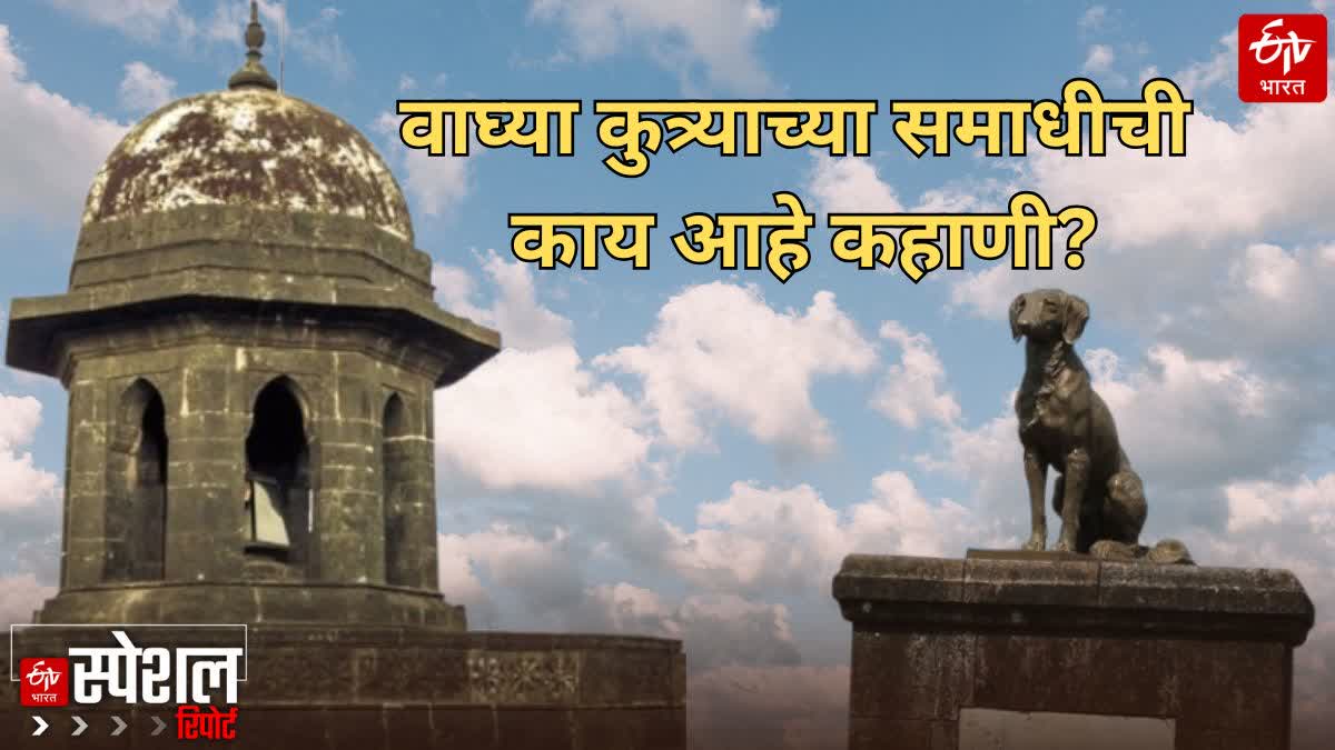 रायगडावरील वाघ्या कुत्र्याच्या समाधीचा काय आहे इतिहास? जाणून घ्या सविस्तर