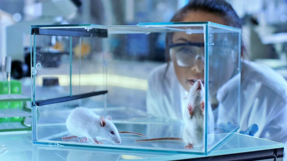 Millions of Animals Die Each Year in Labs, Learn About Organizations ...