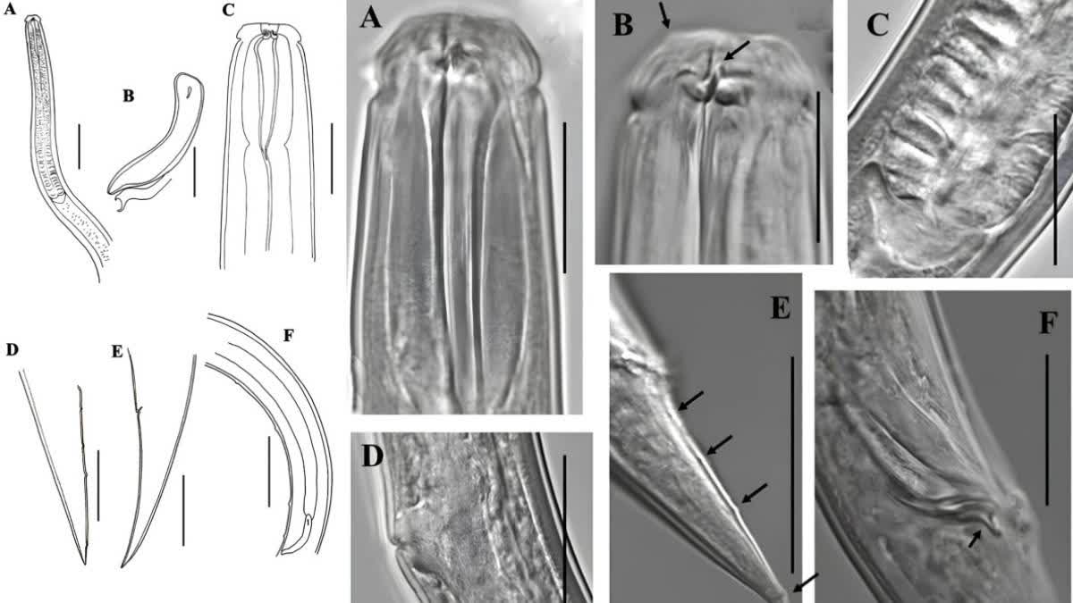 ZSI Scientists Discover Rare Free-Living Marine Nematode From Tamil Nadu