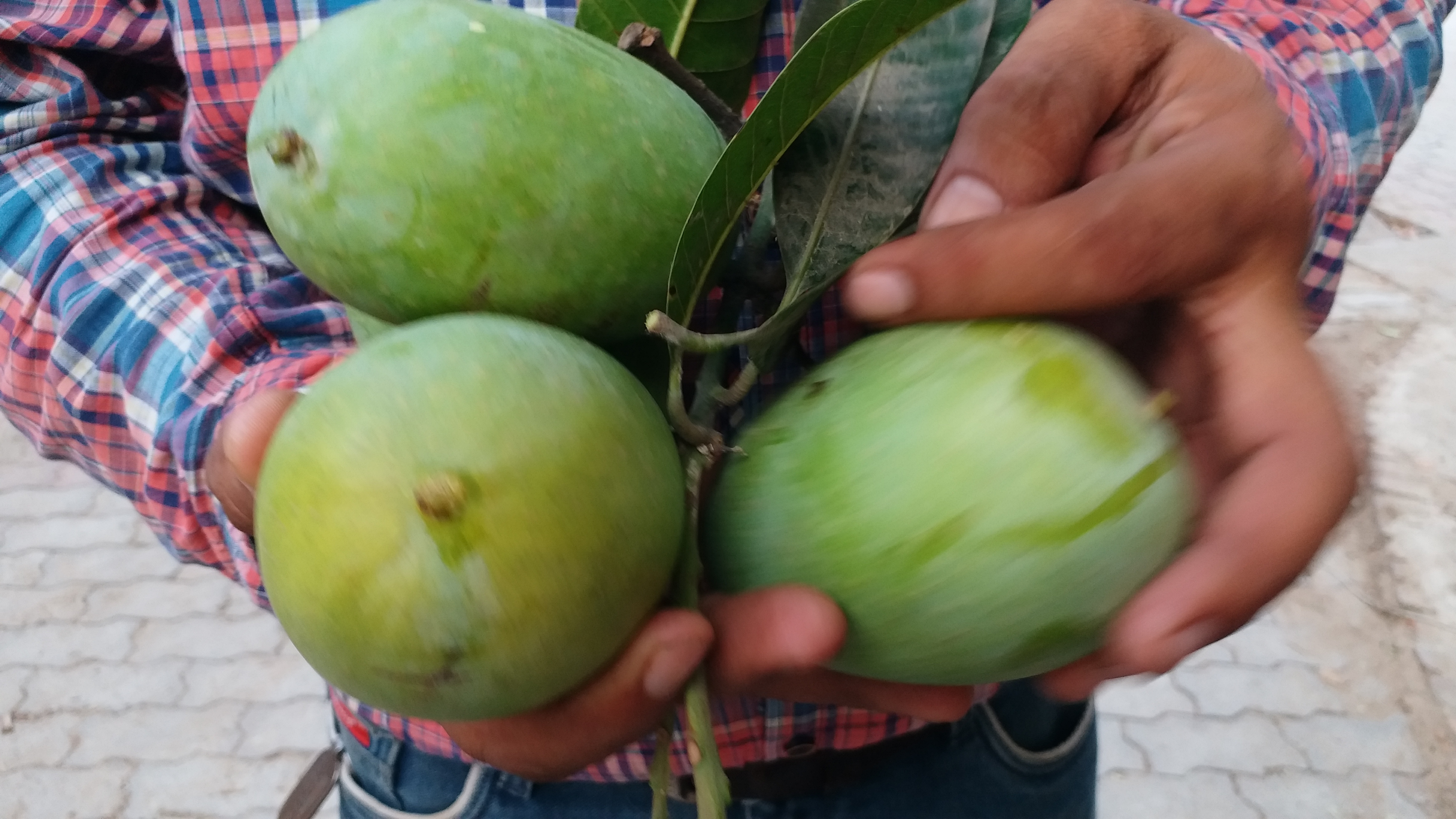 The Holy City Has Got Another Identity Tag – Benaras Langdas, a Variety ...