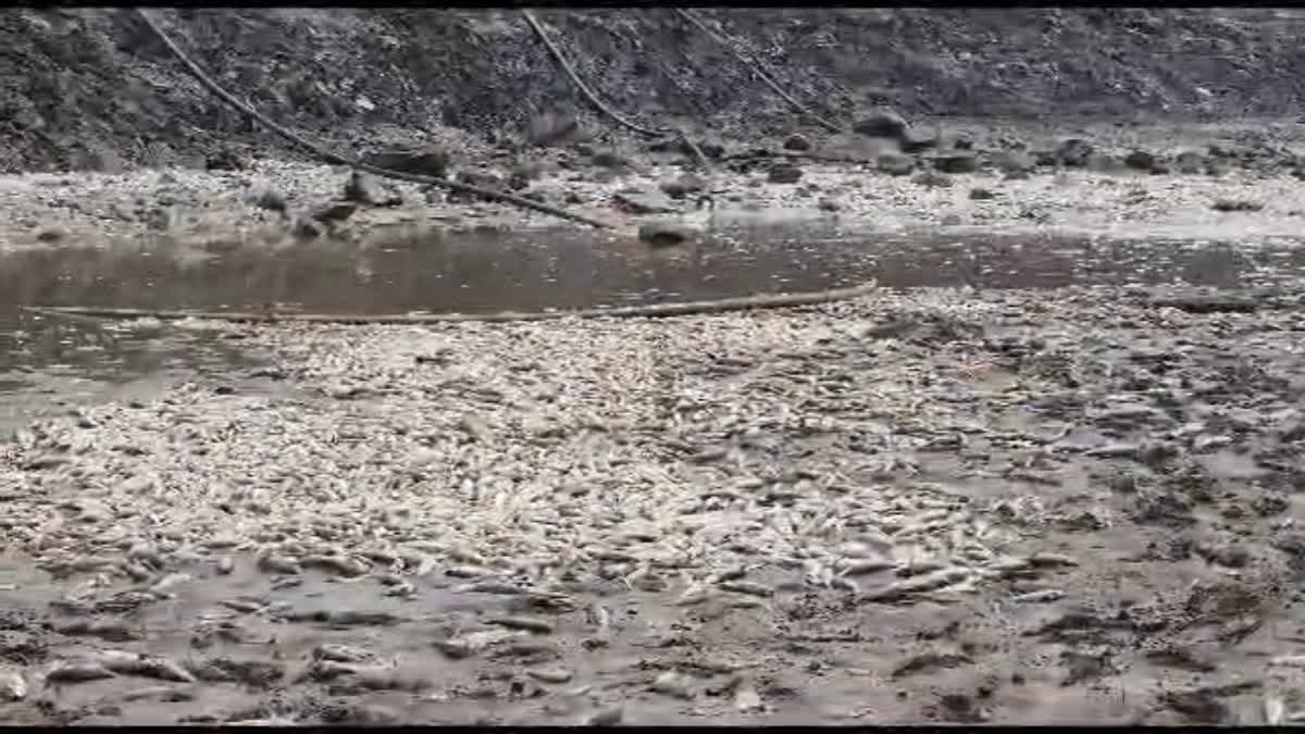 Watch: Lakhs of fish die in Karnataka's Ghataprabha river