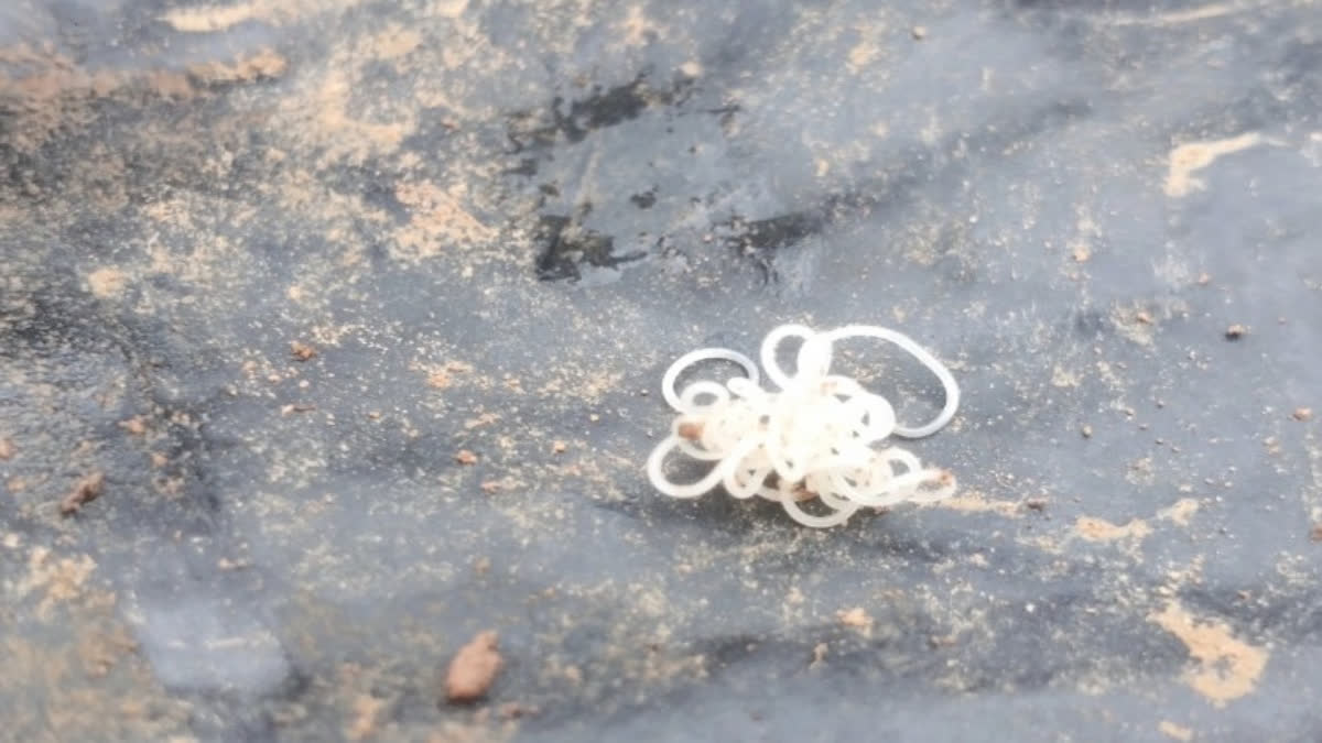 Rare Horsehair Worm Spotted In Panna Tiger Reserve