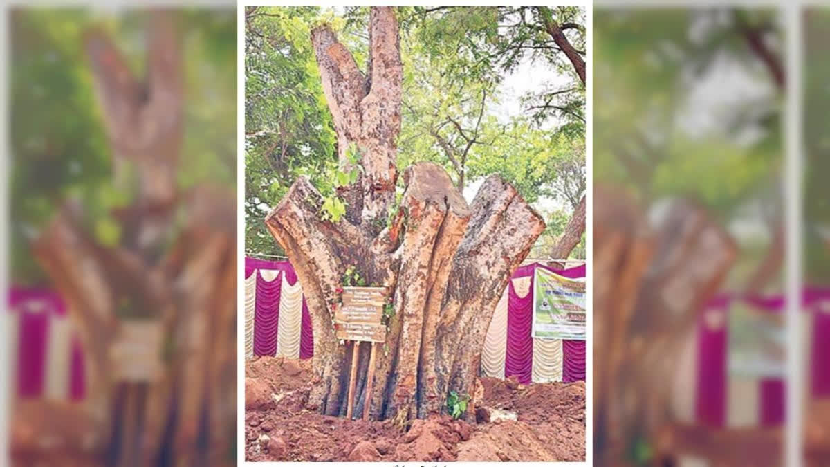 90-Year-Old Peepal Tree Gets New Lease Of Life, Revived And Relocated ...