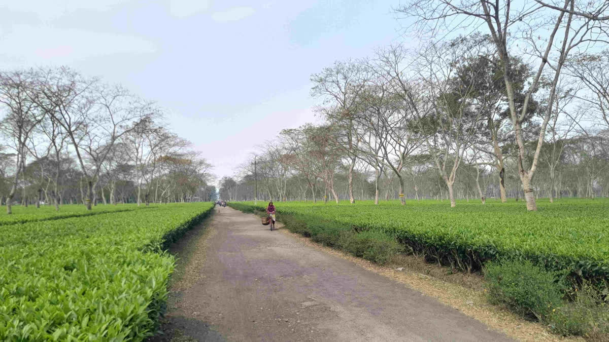 Asia's Largest Tea Garden In Assam Is Home To Over 10,000 Souls