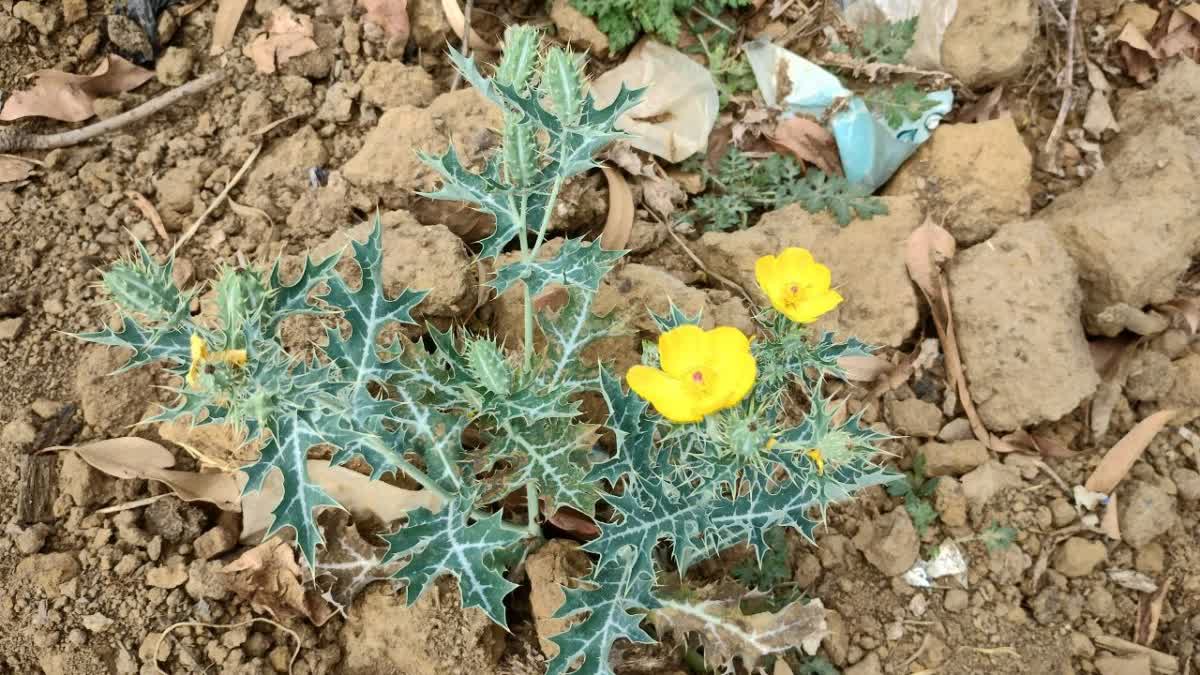 नाम सत्यानाशी, काम ठीक उल्टा, ये कांटेदार पौधा कई मर्ज की है दवा ...
