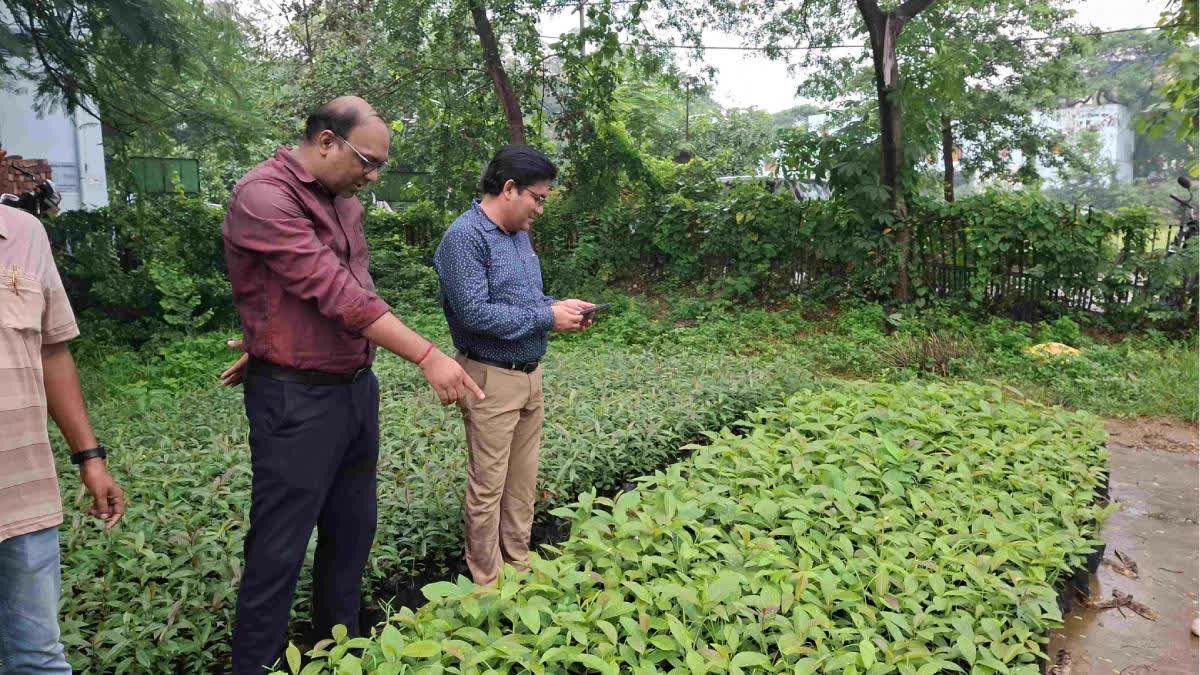 Botany Students Are Reviving Asan Tree That Gave Asansol Its Name ...