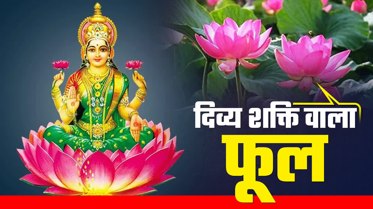 देवताओं की दिव्य शक्ति वाला फूल कमल, राजा से रंक और रंक से राजा बनाने ...