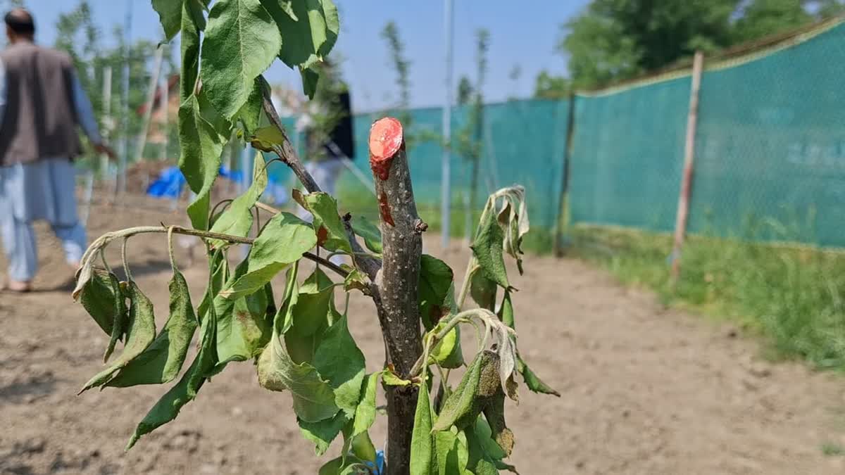 Sick Saplings, Broken Promises: Kashmir Farmers Cry Foul Over High ...